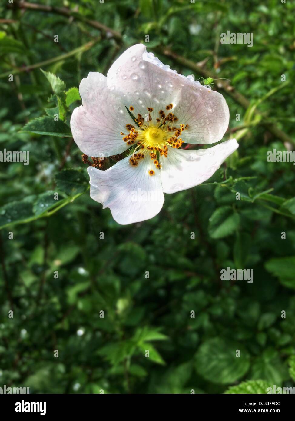 White dog rose hi-res stock photography and images - Alamy