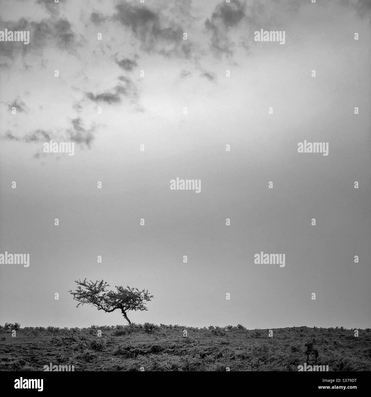 Wind blown tree hi-res stock photography and images - Alamy