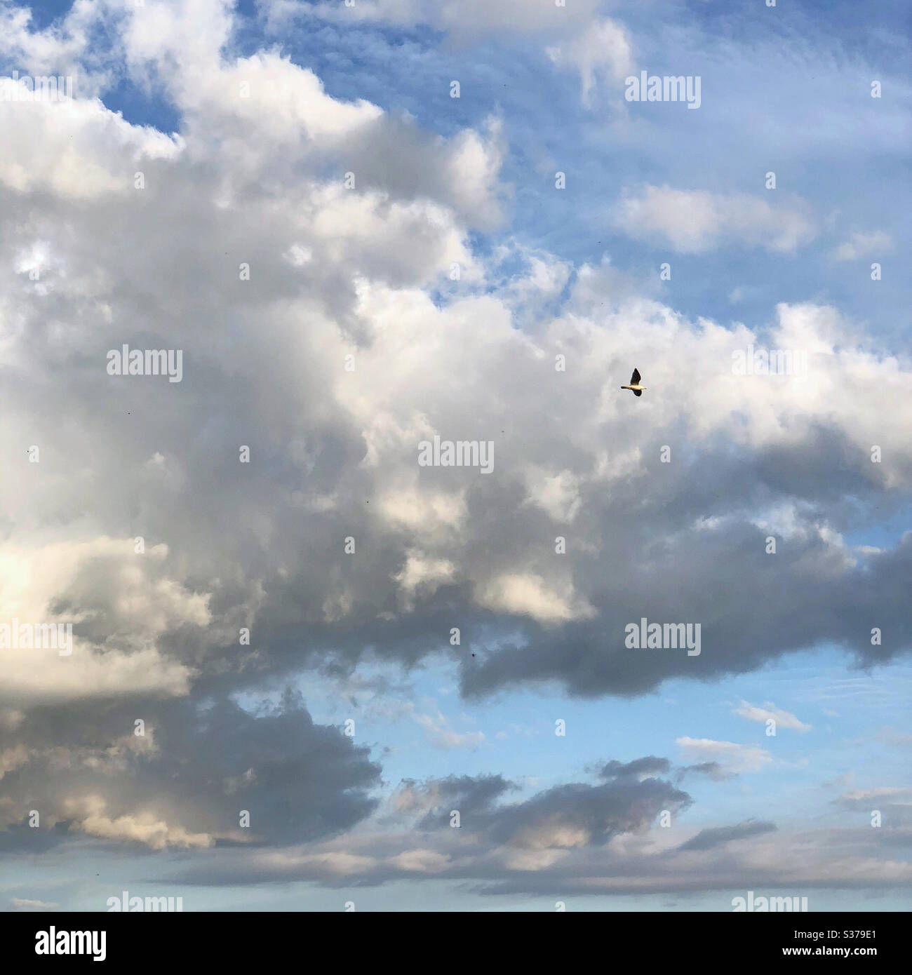 Bird flying high hi-res stock photography and images - Alamy