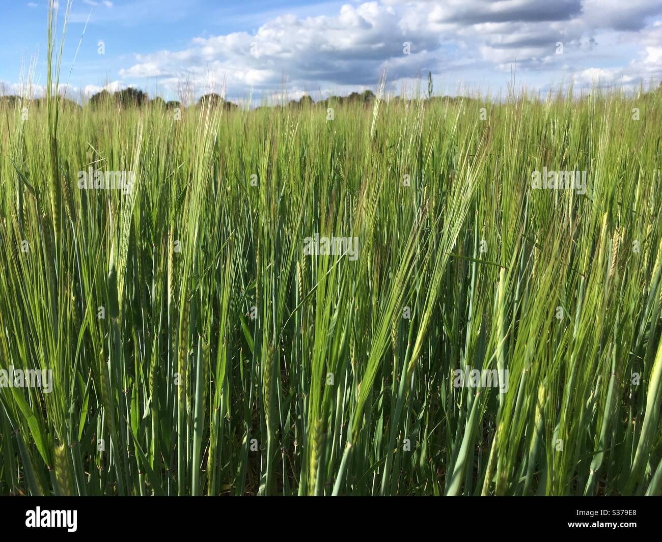Barley Hertfordshire High Resolution Stock Photography and Images - Alamy