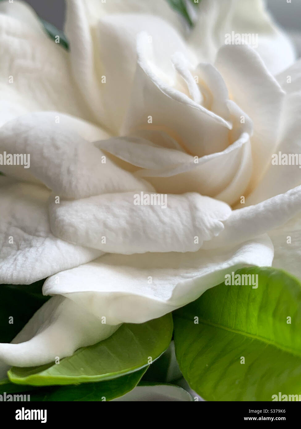 Shades of cream hi-res stock photography and images - Alamy
