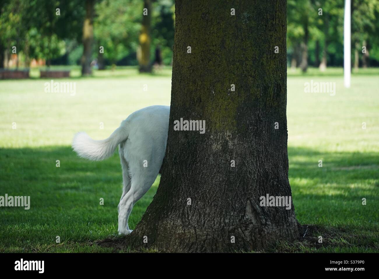 Dog find hi-res stock photography and images - Alamy