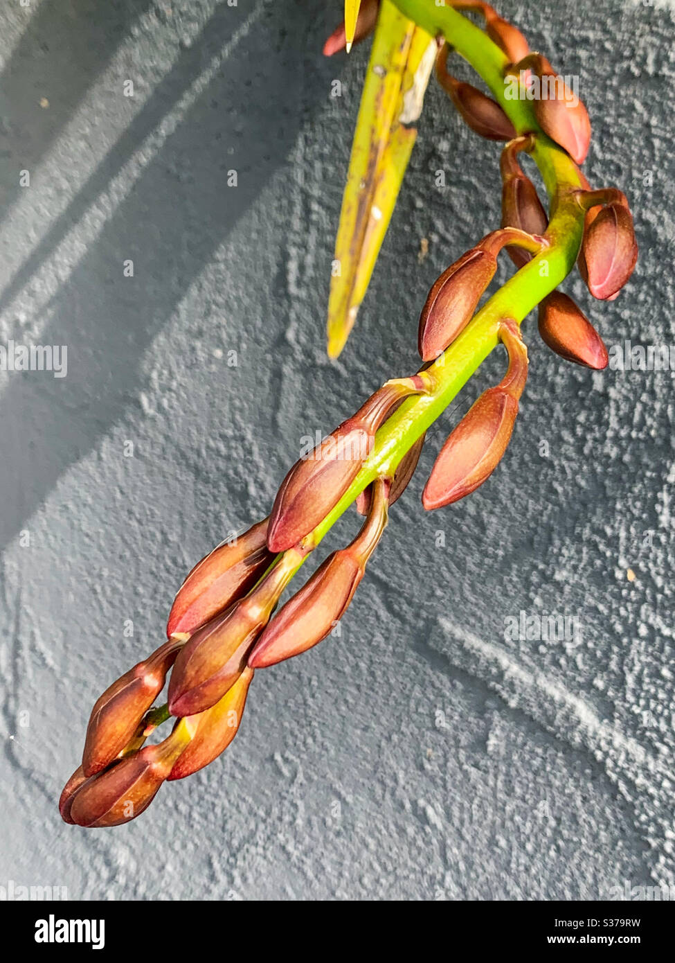 Stem of orchid buds in the sunlight Stock Photo - Alamy