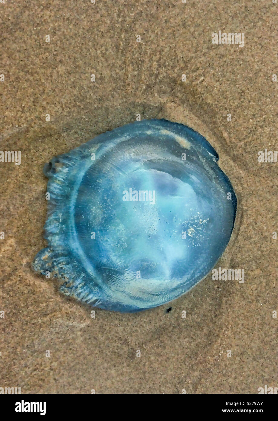 Blue Jellyfish washed up on the shore, East Coast, Australia Stock ...