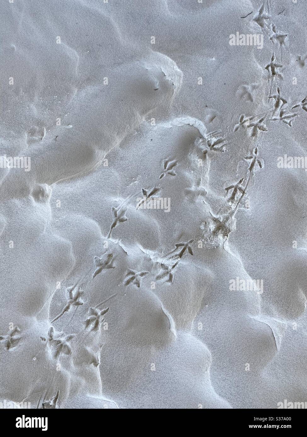 Bird tracks on white sand beach Stock Photo - Alamy