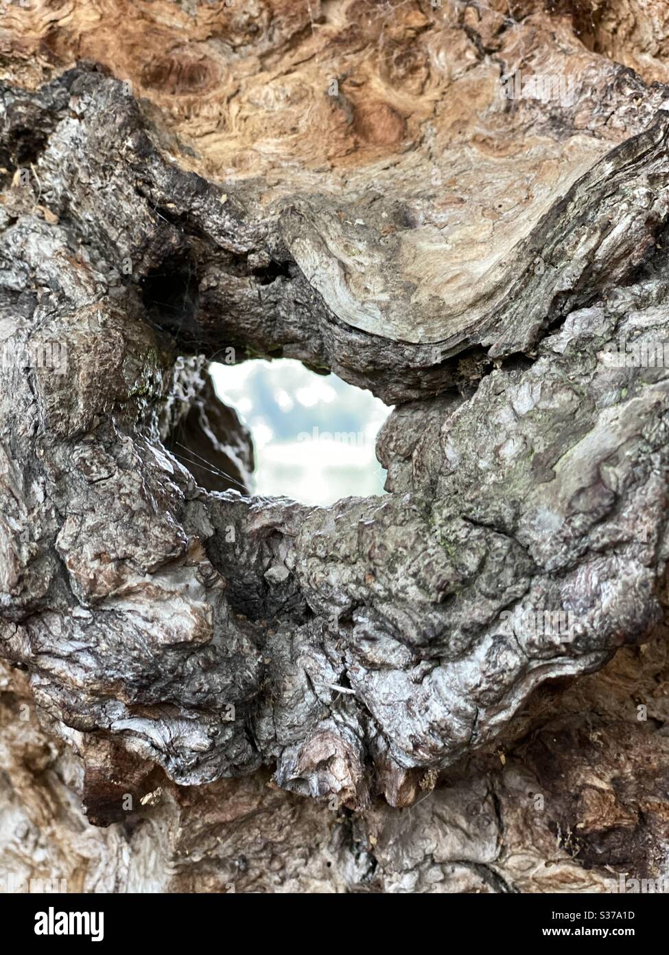 Tree knot High Resolution Stock Photography and Images - Alamy