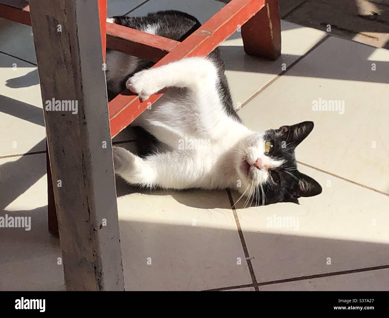 Moroccan cat hi-res stock photography and images - Alamy