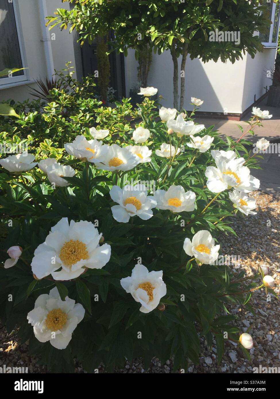 Peonies garden hi-res stock photography and images - Alamy