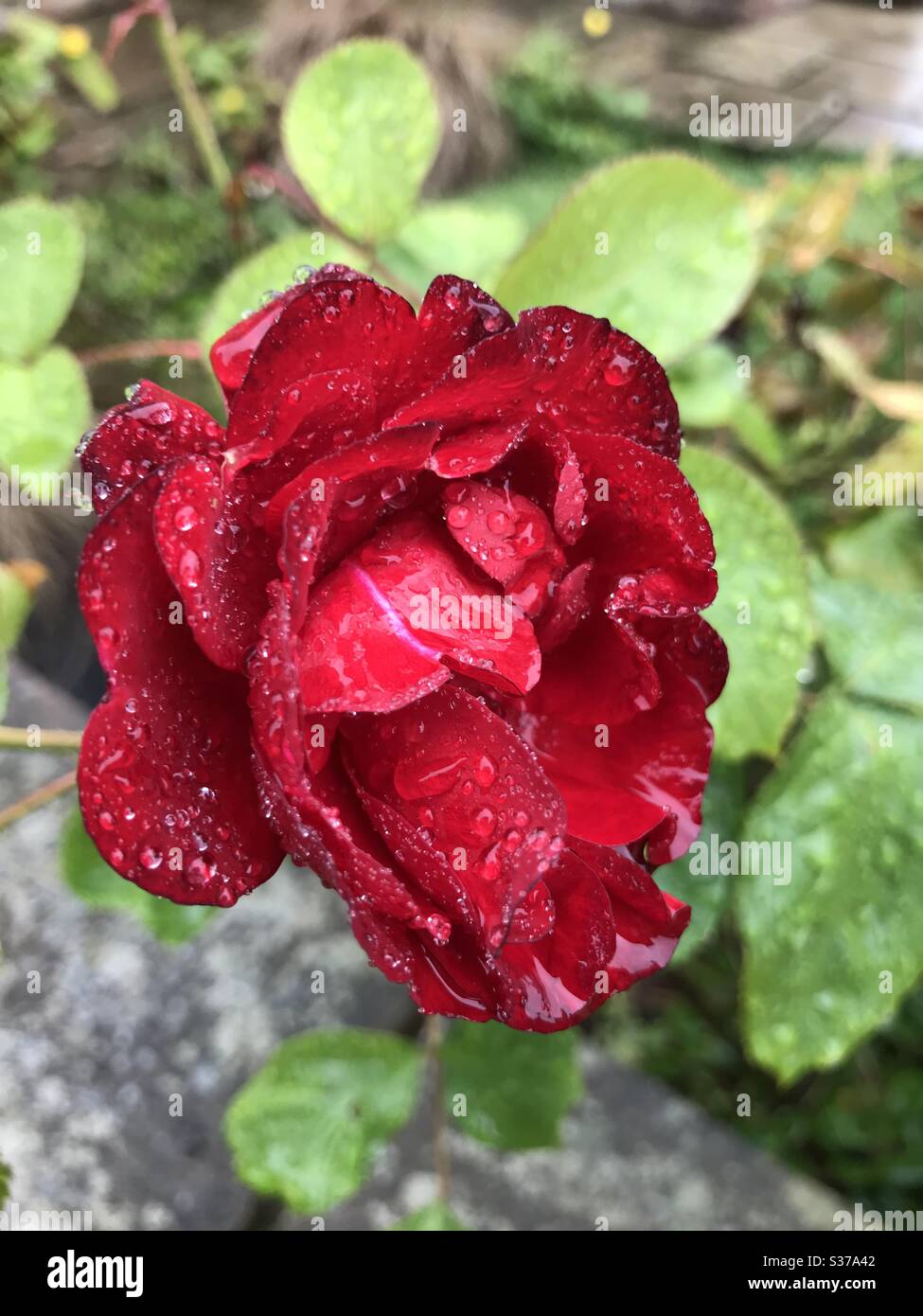 Red rose in rain Stock Photo - Alamy