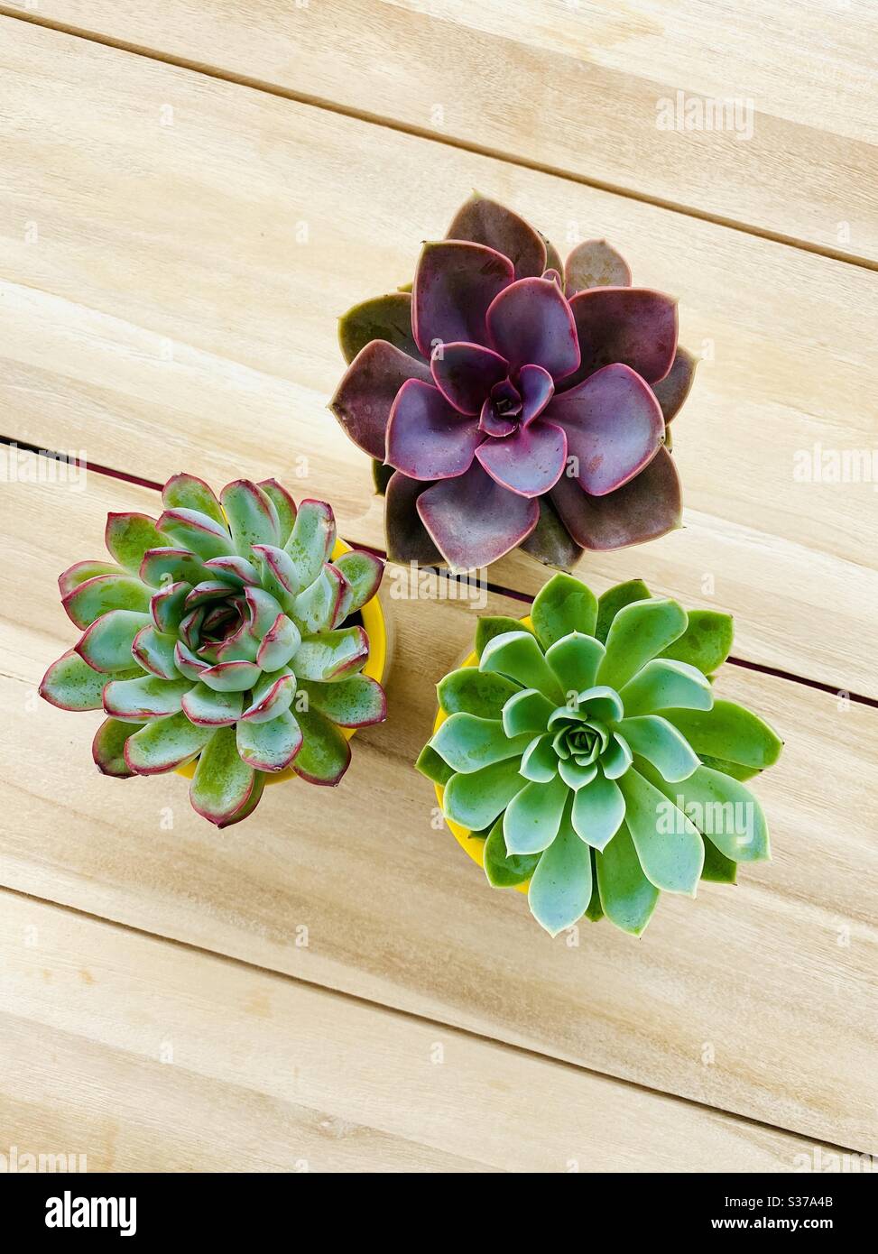 Three succulents hi-res stock photography and images - Alamy