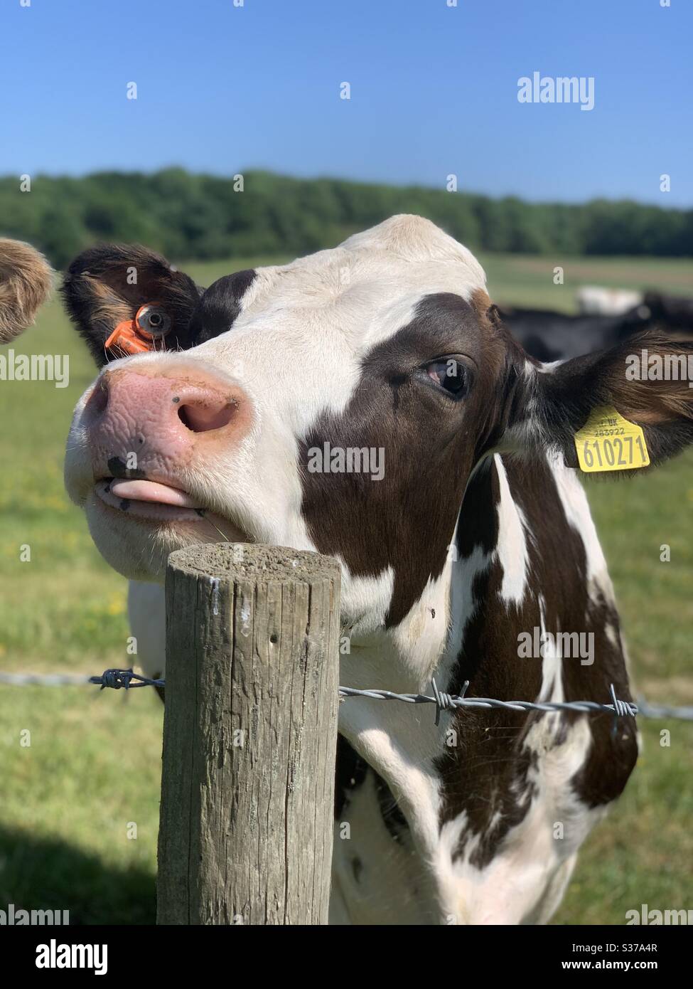 Cow Sticking Tongue Out