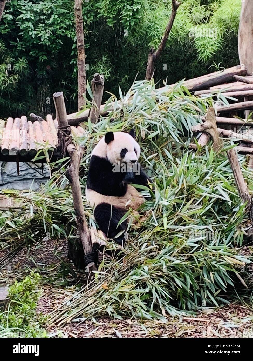 Pandas chengdu hi-res stock photography and images - Alamy