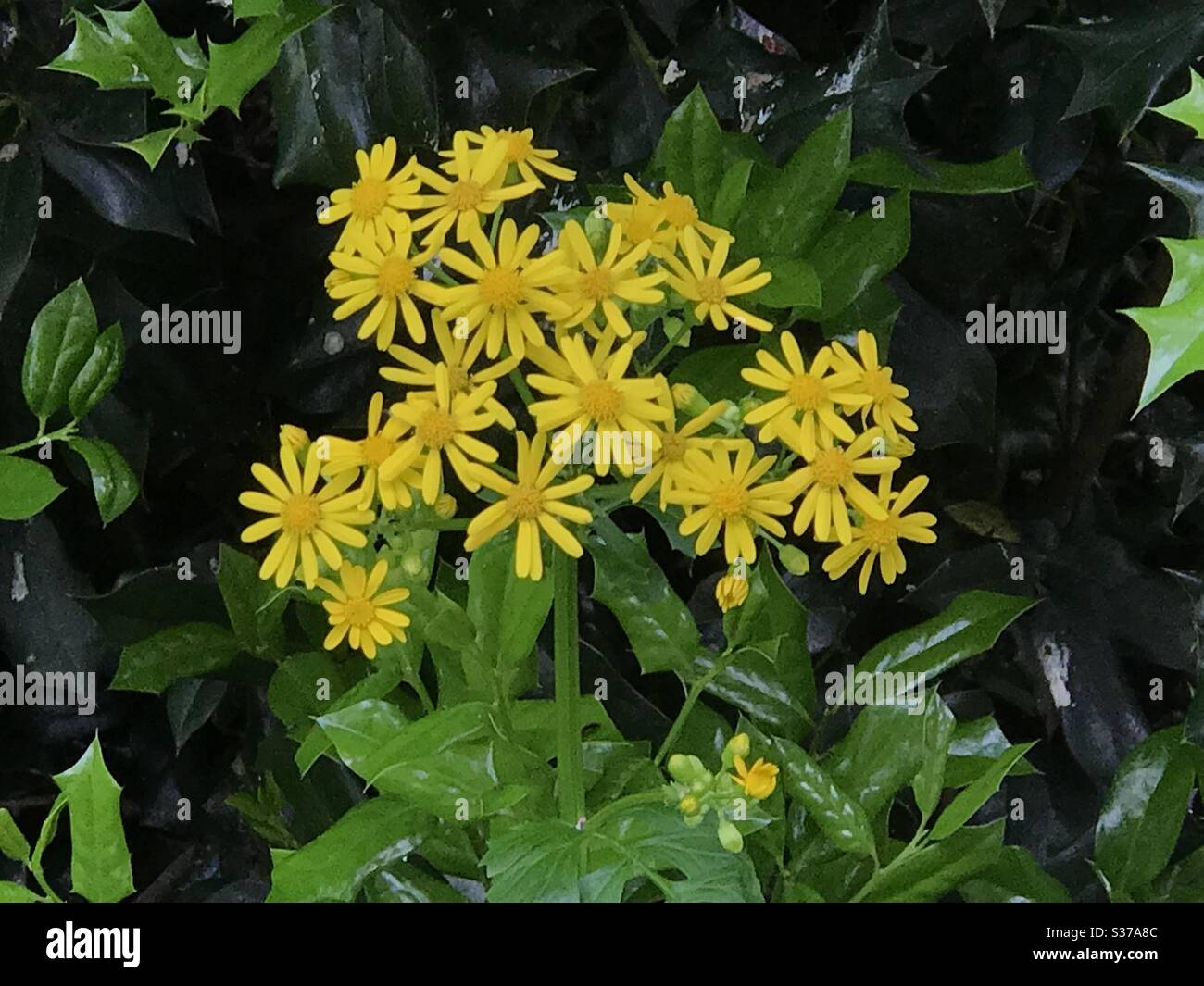Butterweed hi-res stock photography and images - Alamy