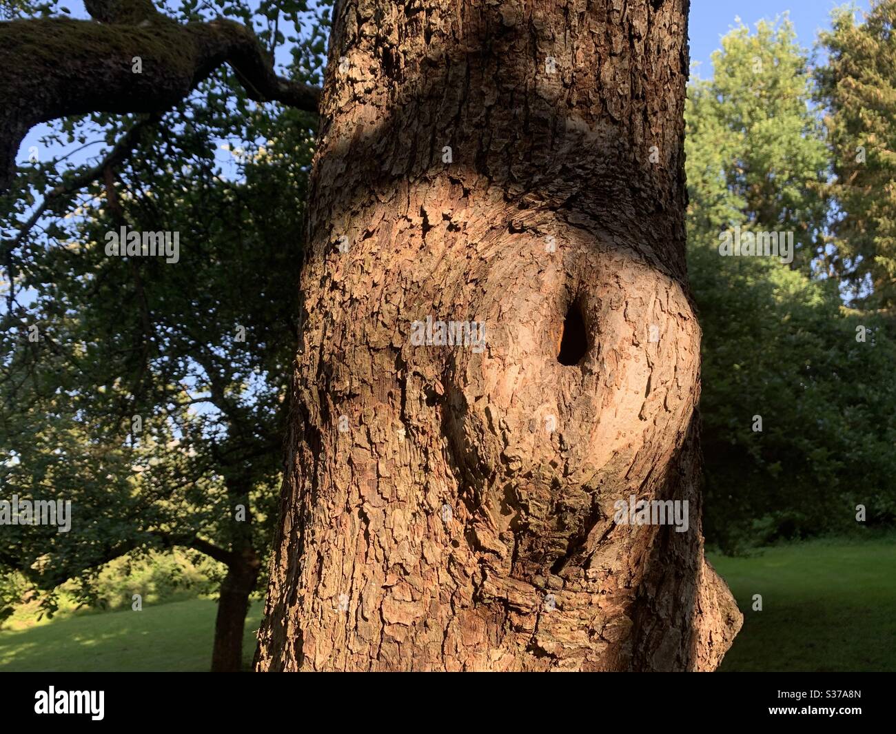 Tree bark knot hi-res stock photography and images - Alamy