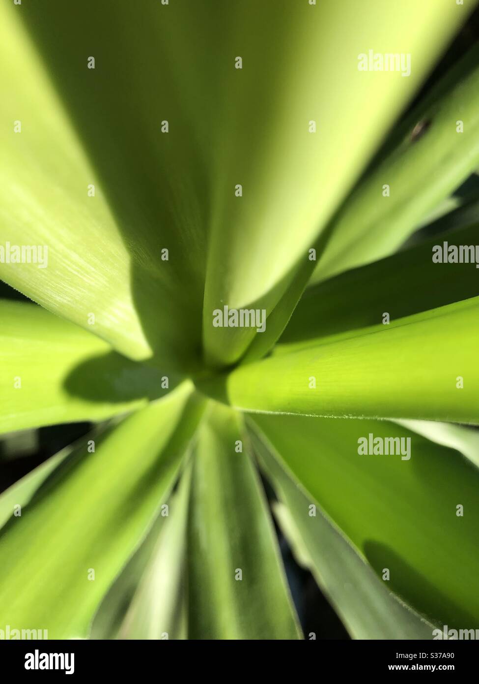 Yuka garden hi-res stock photography and images - Alamy