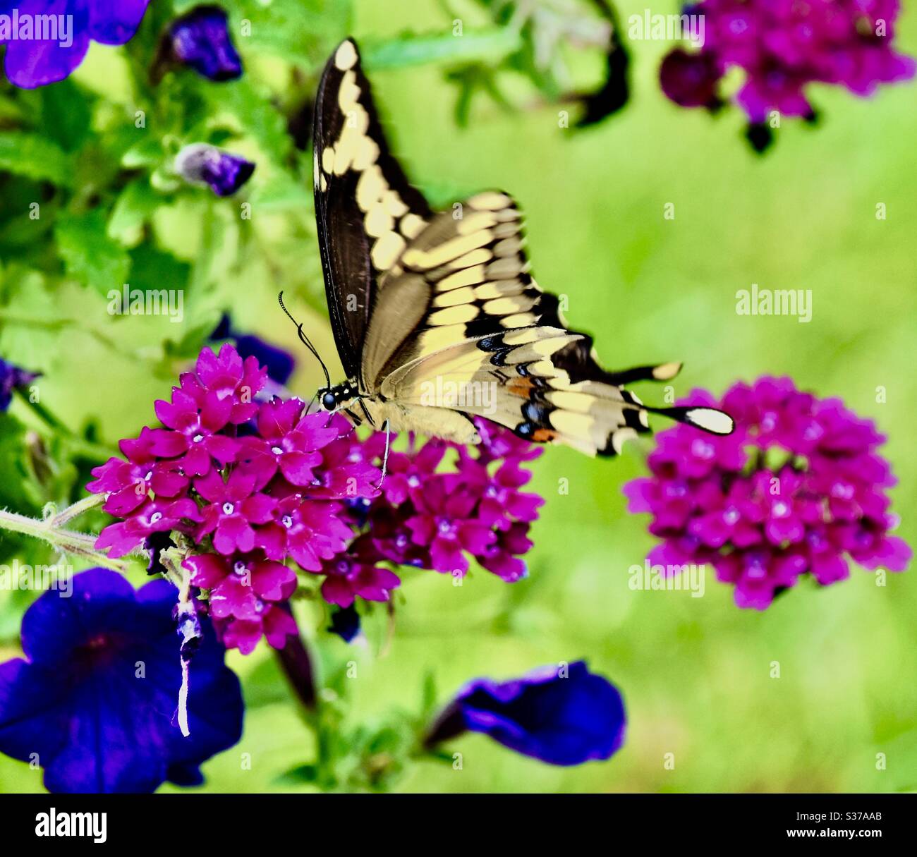Swallowtail butterfly on purple flower Stock Photo - Alamy