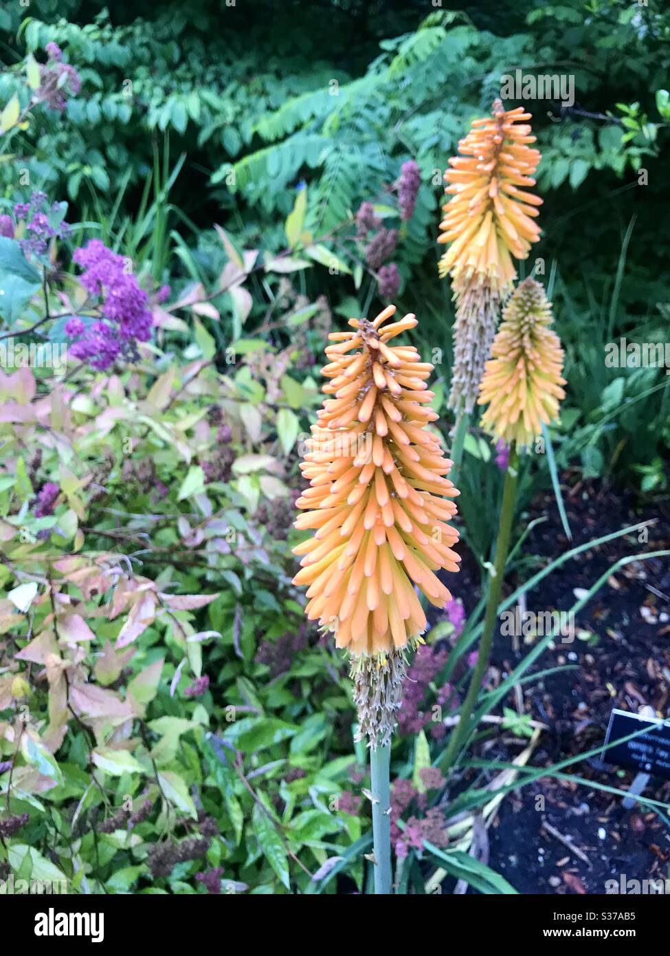 Red hot pokers hi-res stock photography and images - Alamy