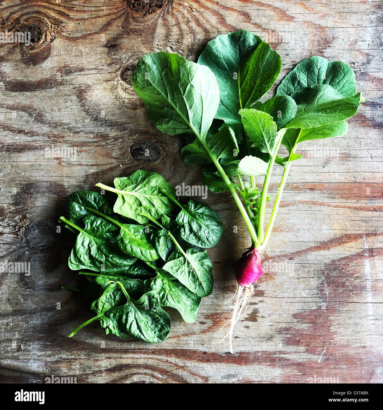 Freshly picked Spinach and radish Stock Photo - Alamy