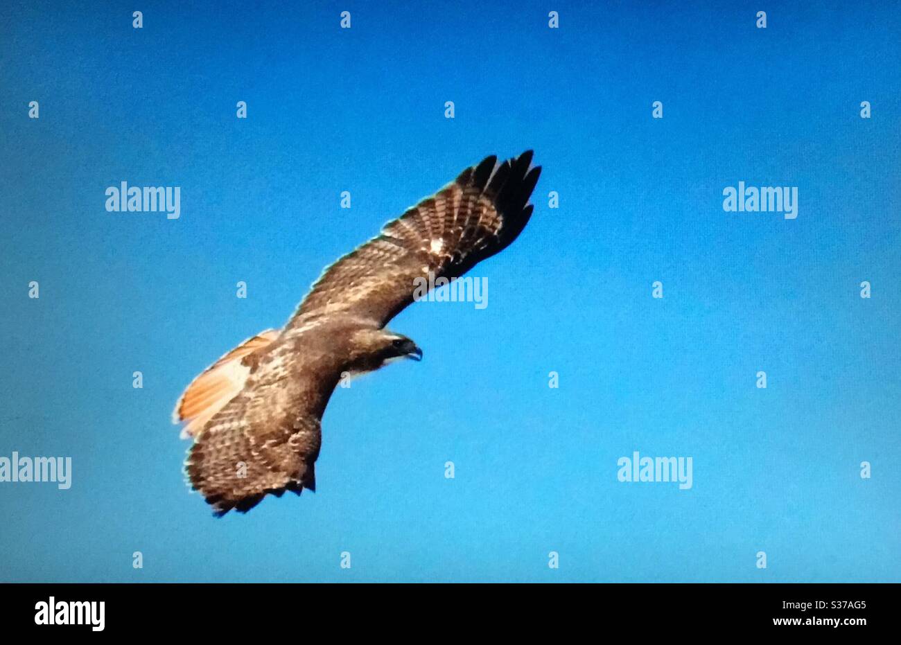 Red-tailed Hawk,Buteo jamaicensis, North American Birds, Birds, Birds ...