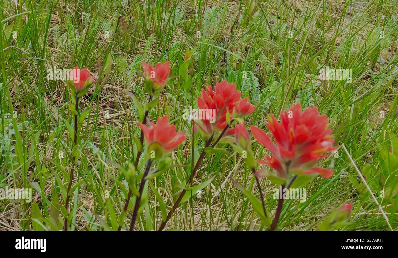 Wildflowers of Alberta, Canada , paint brush, red , Castilleja indivisa ...