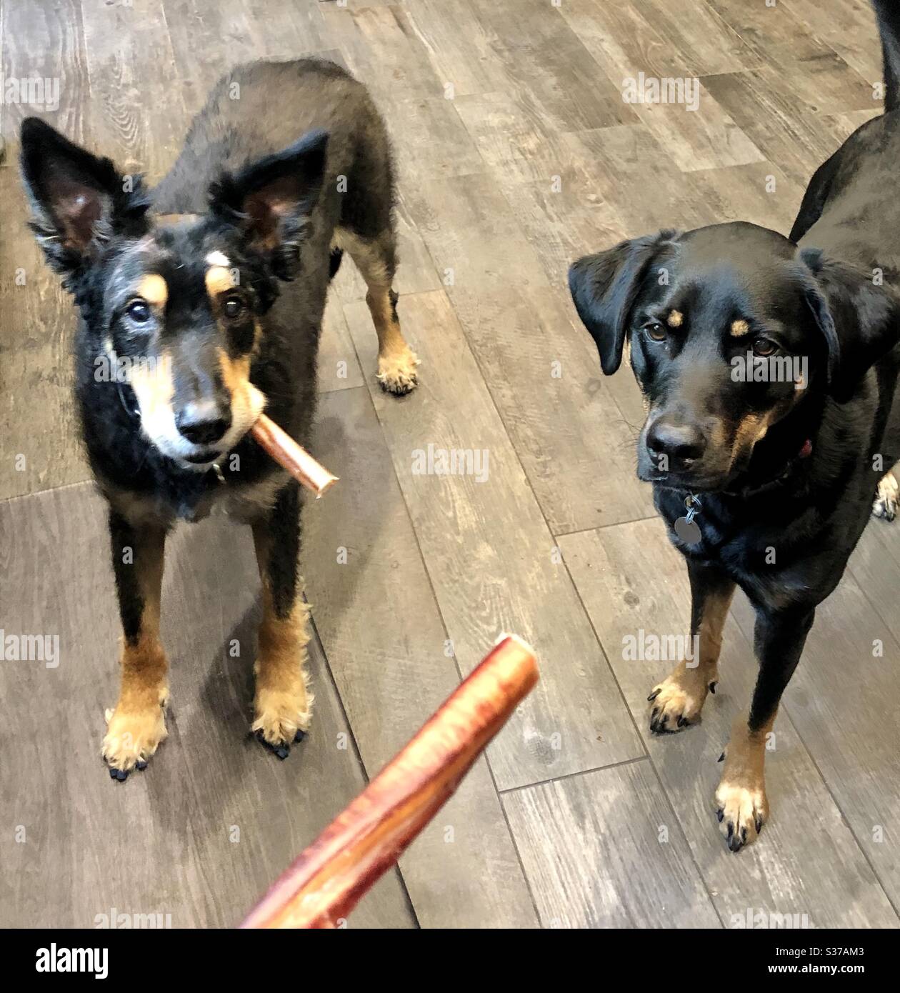 Prize dogs hi-res stock photography and images - Alamy