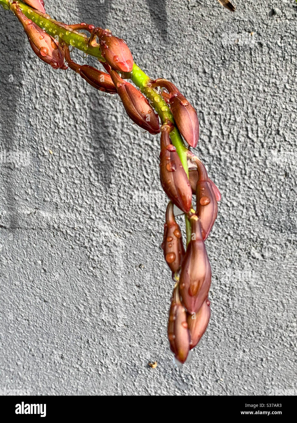 Wet buds hi-res stock photography and images - Alamy