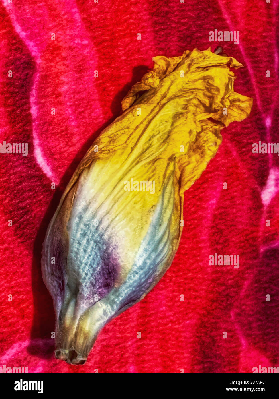 Golden yellow Hibiscus flower bud on red Stock Photo - Alamy