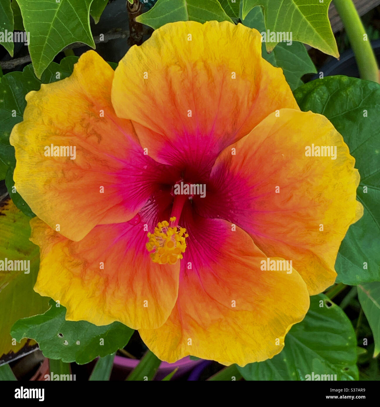 Pink And Orange Hibiscus Flower High Resolution Stock Photography and ...