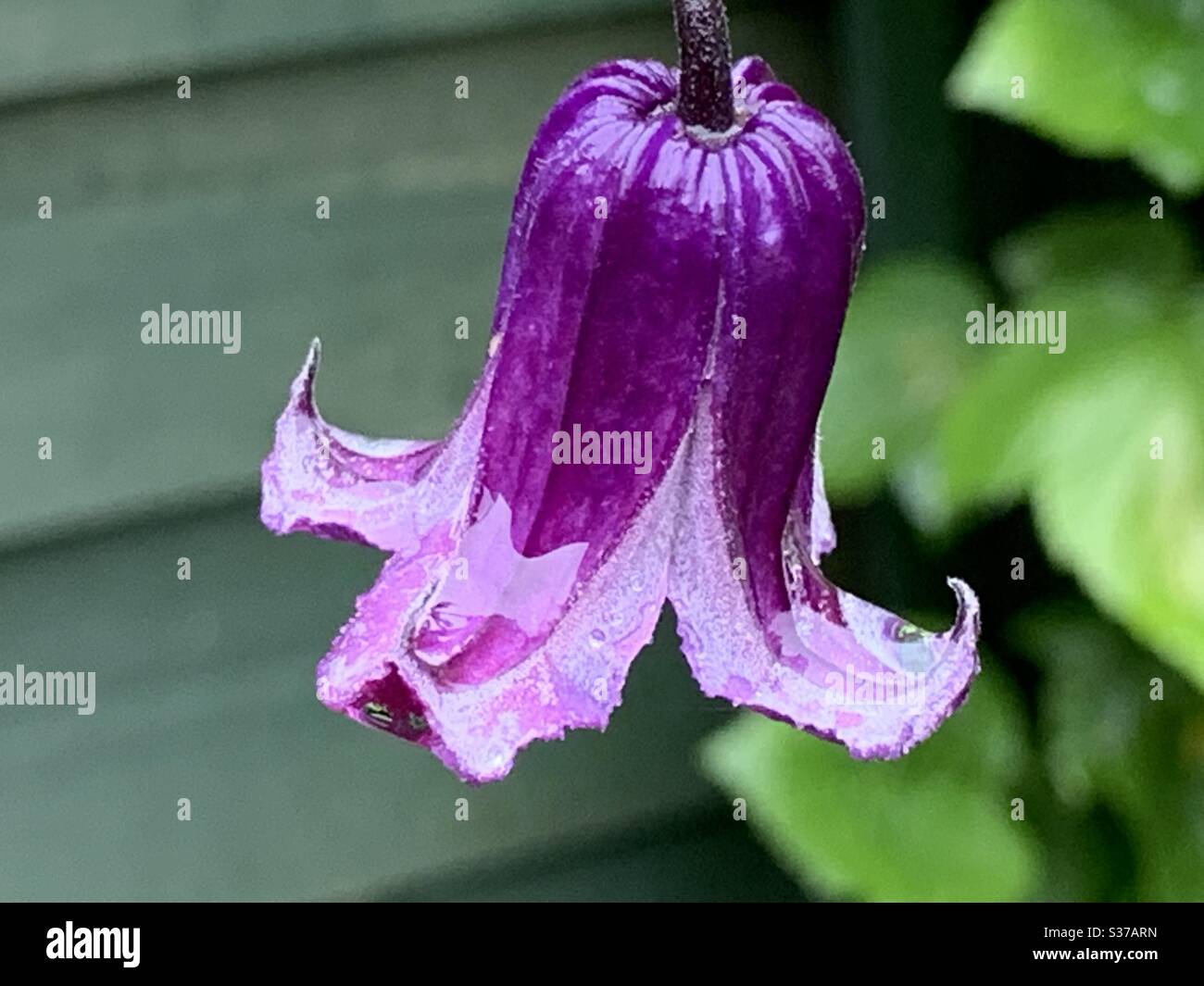 Rain bells hi-res stock photography and images - Alamy