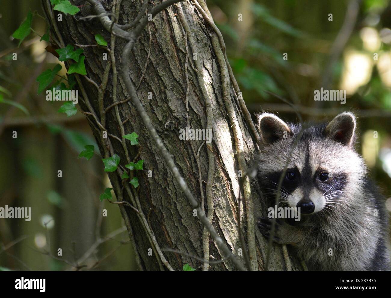 Baby Raccoon climbing a tree looking at the camera Stock Photo - Alamy