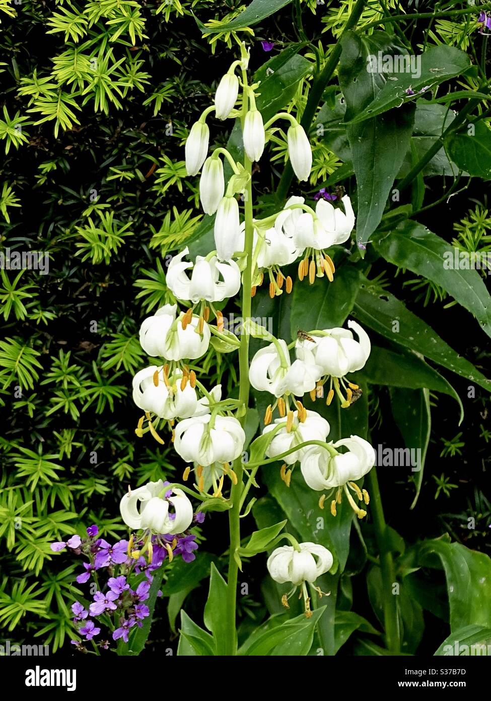 Beautiful garden white flowers hi-res stock photography and images - Alamy