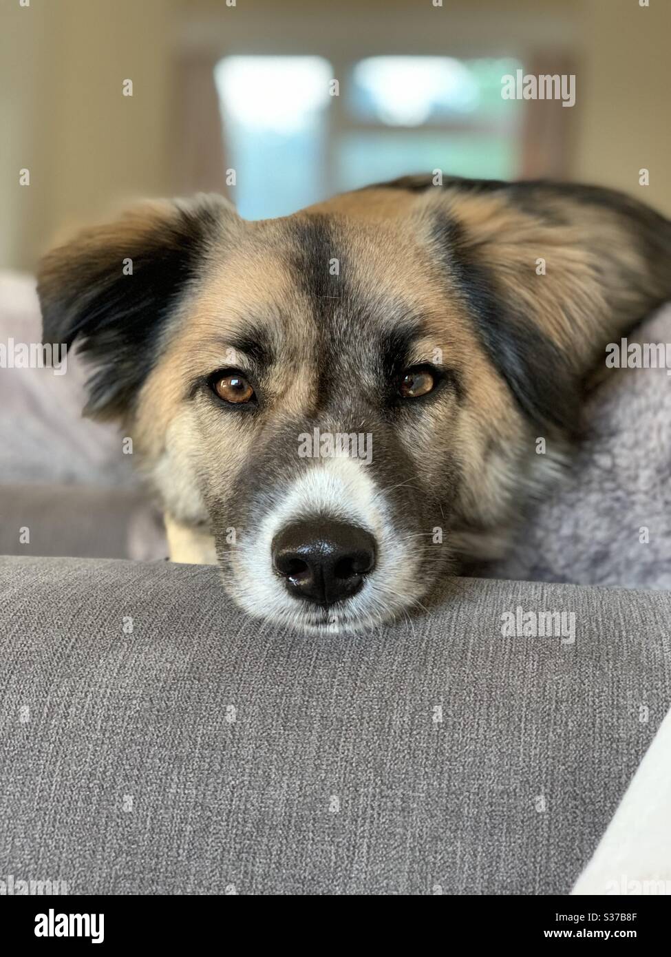 Cute Pomsky High Resolution Stock Photography and Images - Alamy