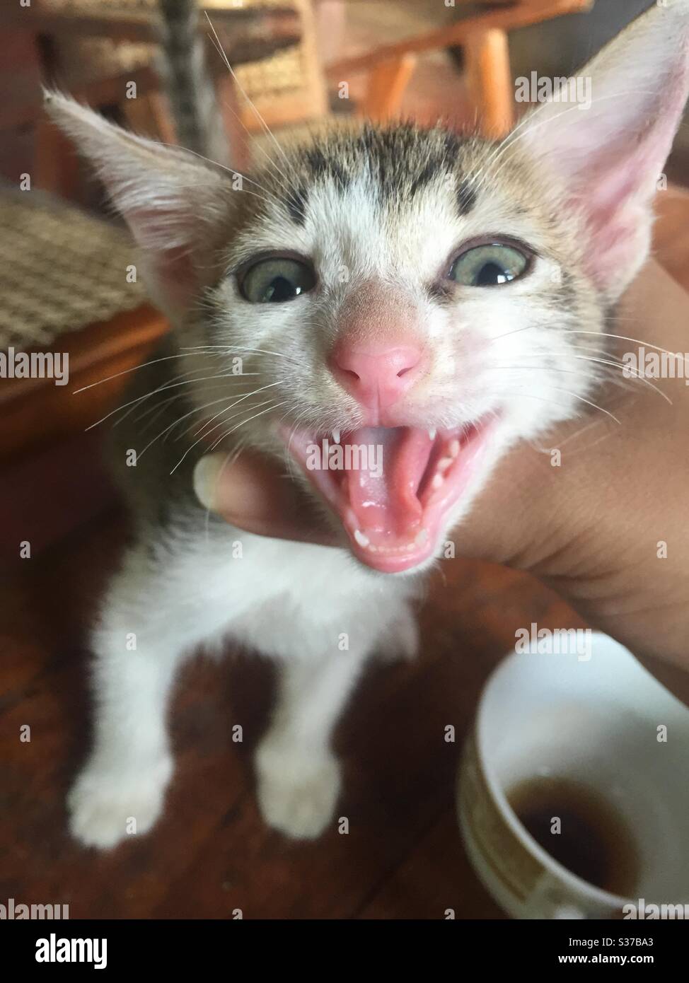 Crying Kitten High Resolution Stock Photography and Images - Alamy