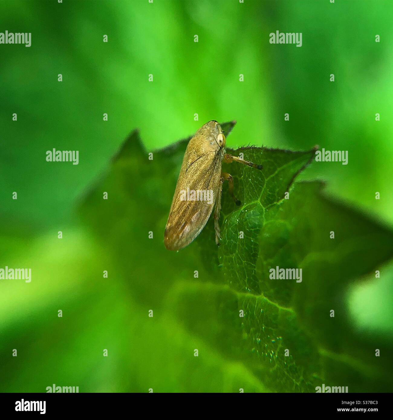 Meadow spittlebug hi-res stock photography and images - Alamy