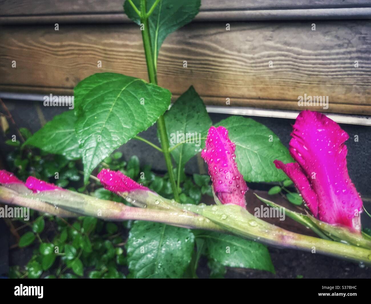 Burgeoning gladiolus blossoms in maroon Stock Photo - Alamy