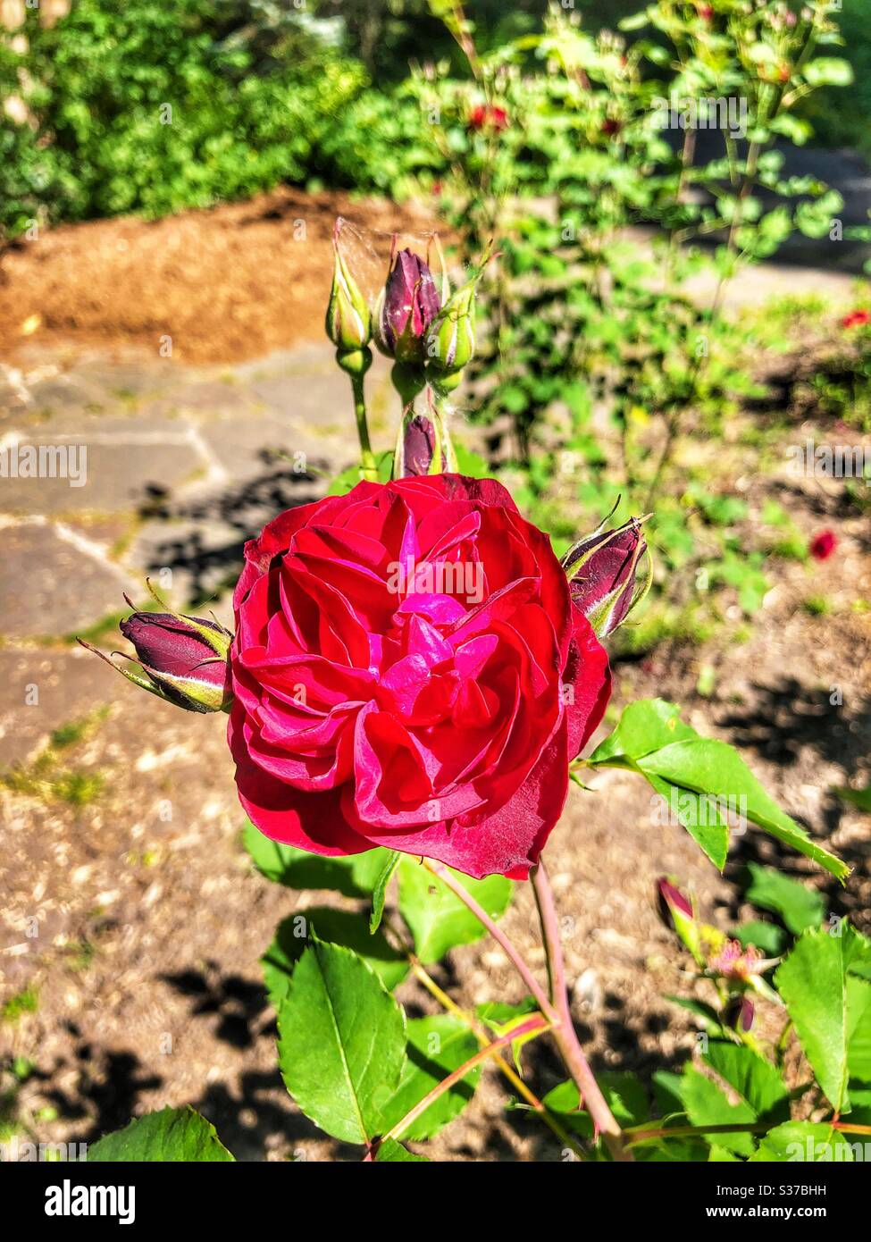 Blooms for one day hi-res stock photography and images - Alamy
