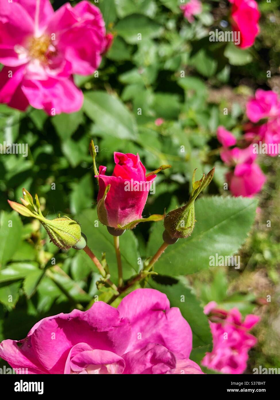 Fuchsia in sunlight hi-res stock photography and images - Alamy