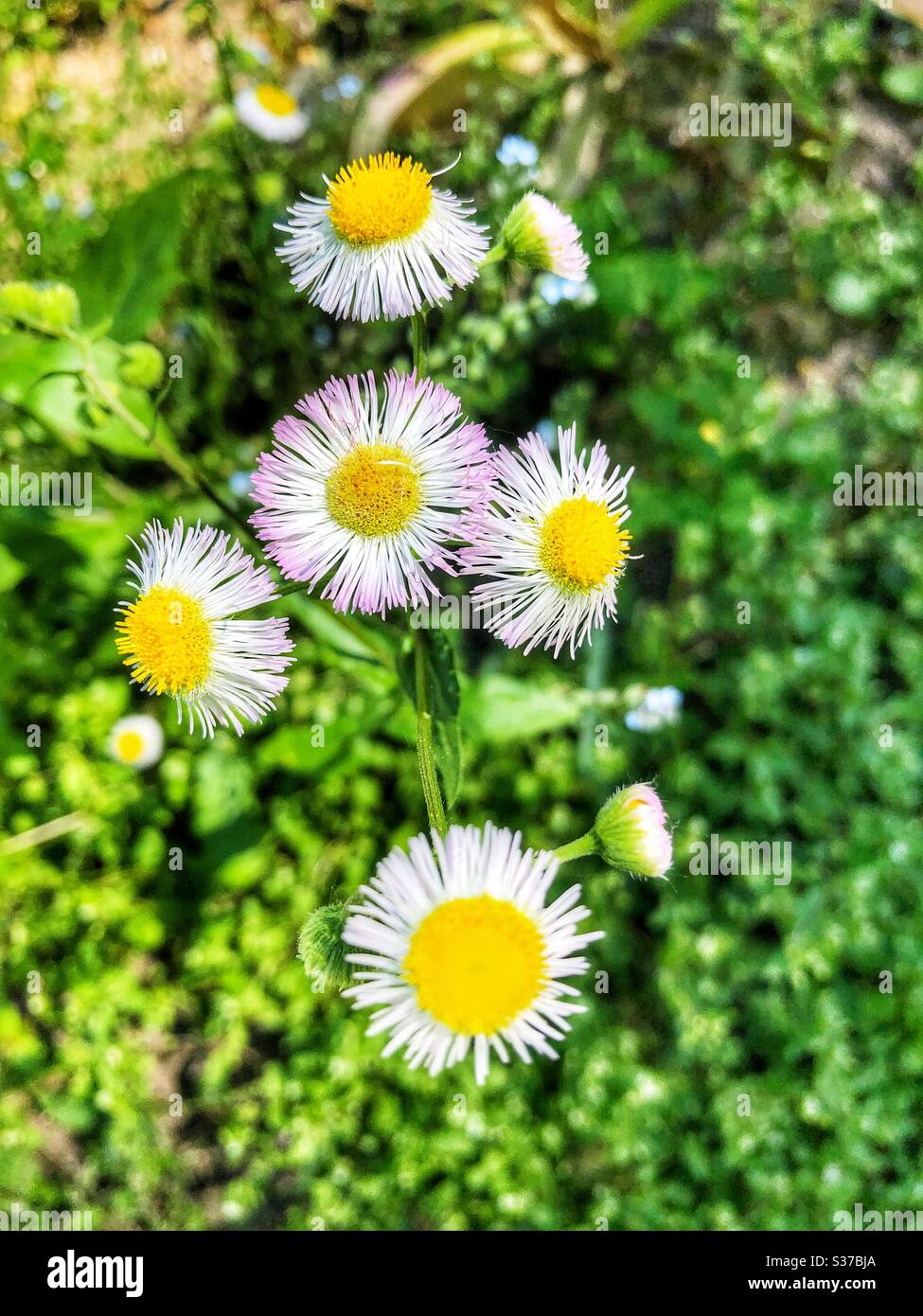 Pretty delicate flowers Stock Photo - Alamy