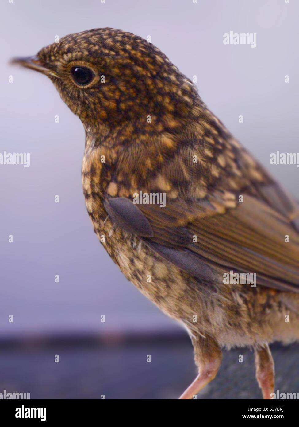 Robin outside hi-res stock photography and images - Alamy