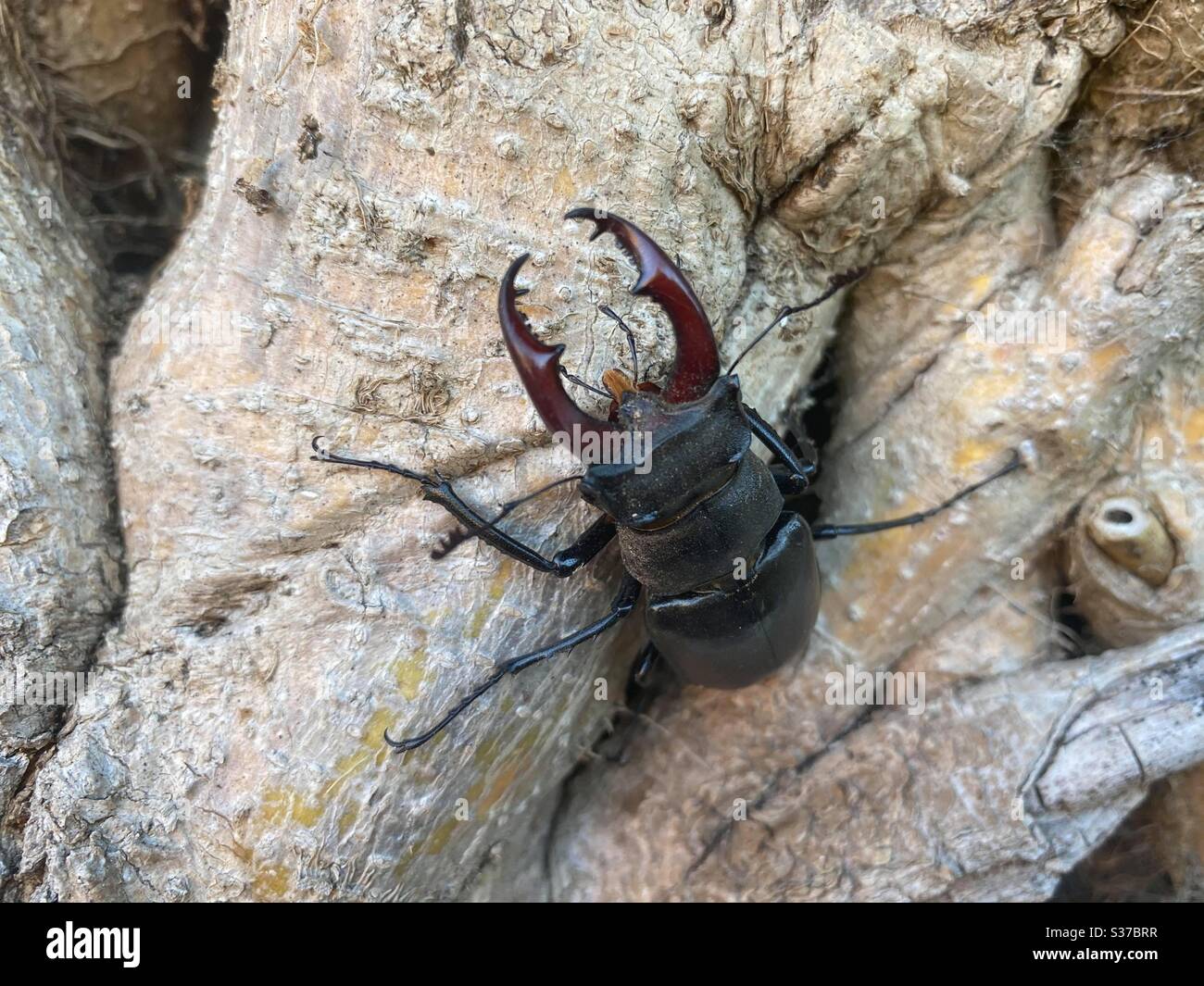 Strange beetle hi-res stock photography and images - Alamy