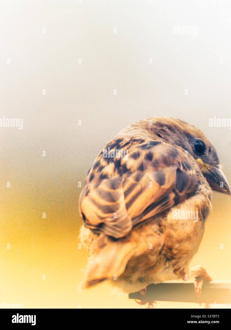 Sparrow close hi-res stock photography and images - Alamy