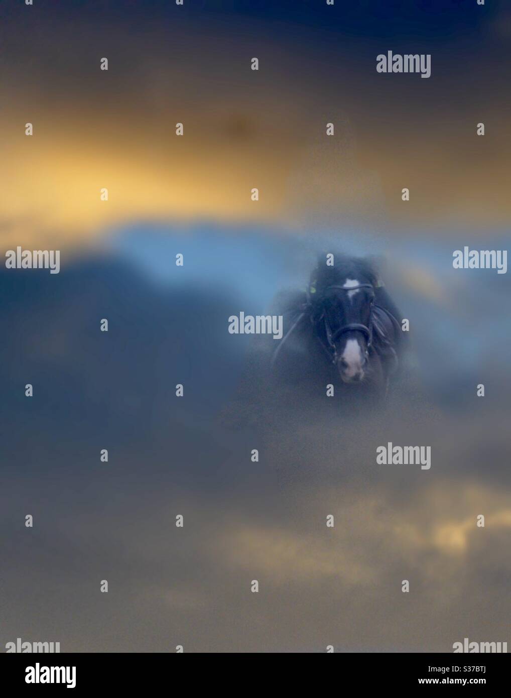 Horse in the sky Stock Photo - Alamy