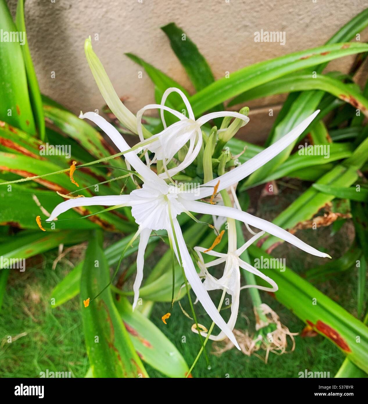 Flower of spider lily hi-res stock photography and images - Alamy