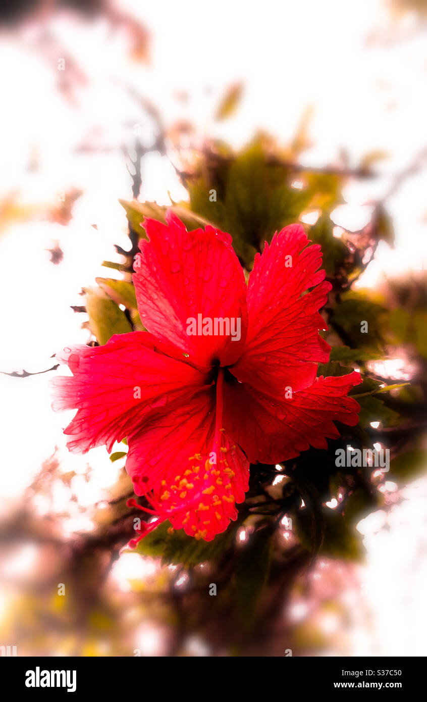 Beautiful spring sunset hi-res stock photography and images - Alamy