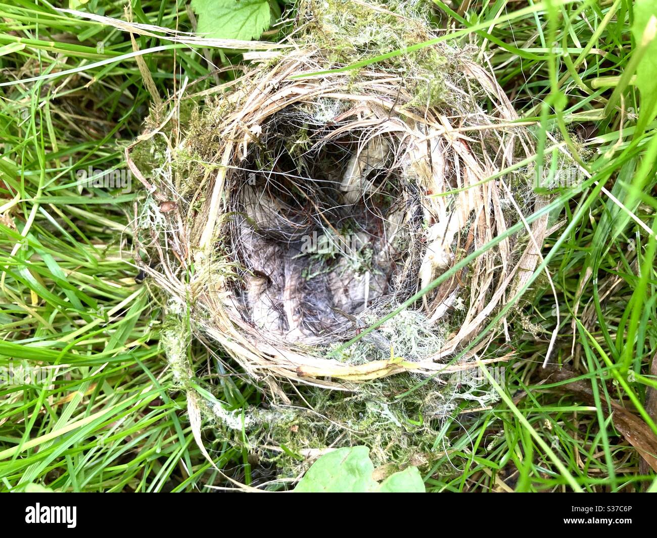 What to do with fallen bird nest hi-res stock photography and images ...