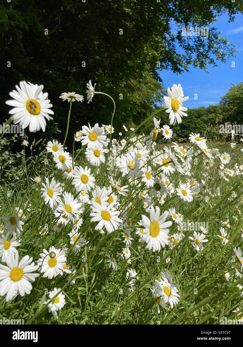 Blue and yellow spring wild flowers hi-res stock photography and images ...