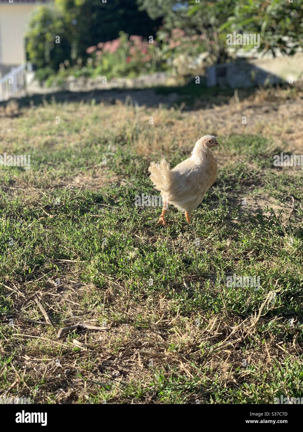 Running chicken hi-res stock photography and images - Alamy