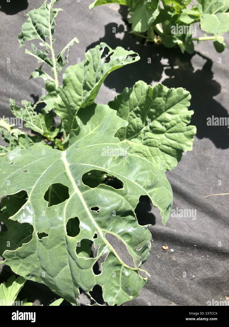 Collard plants hi-res stock photography and images - Alamy