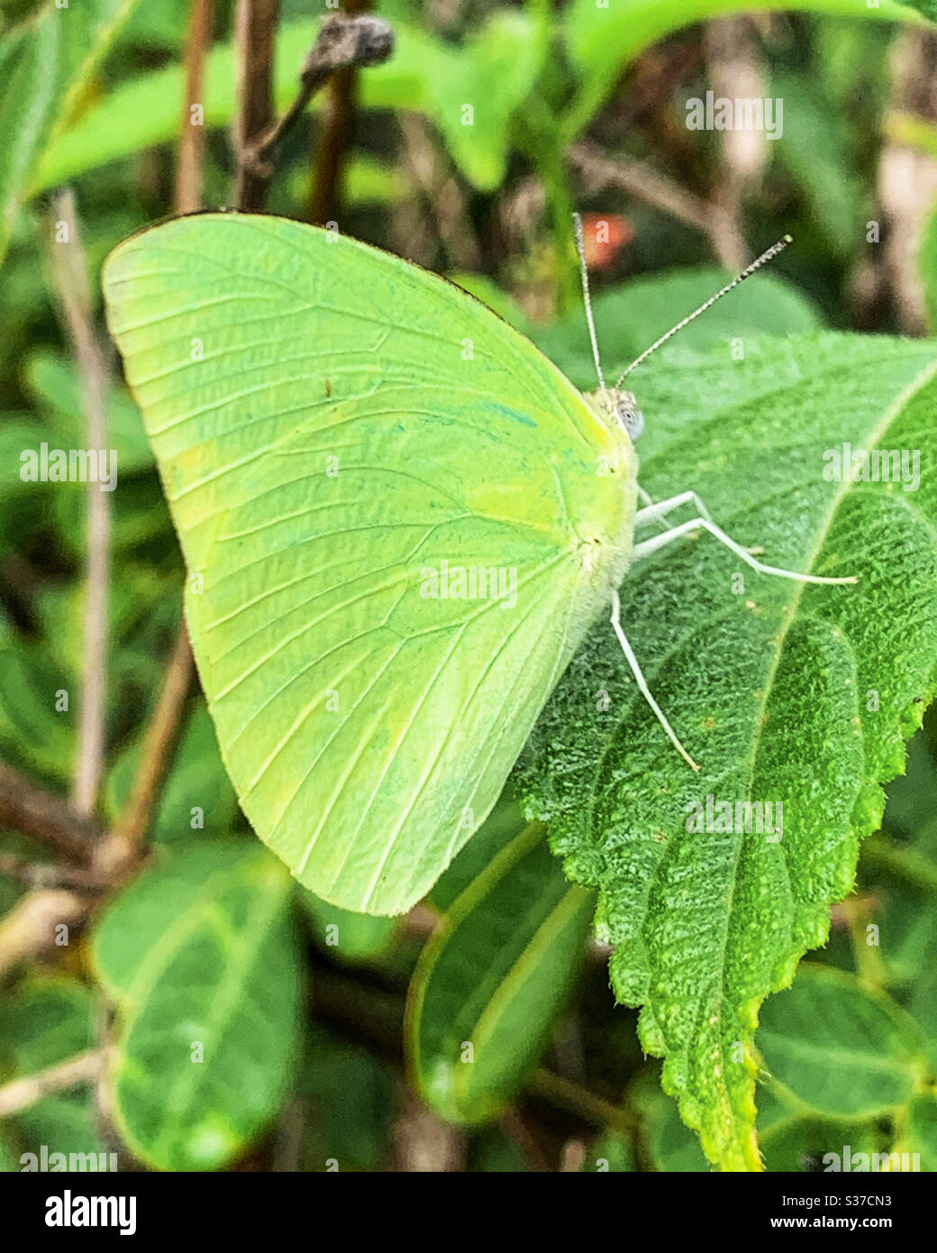 Butterfly green leaf hi-res stock photography and images - Alamy