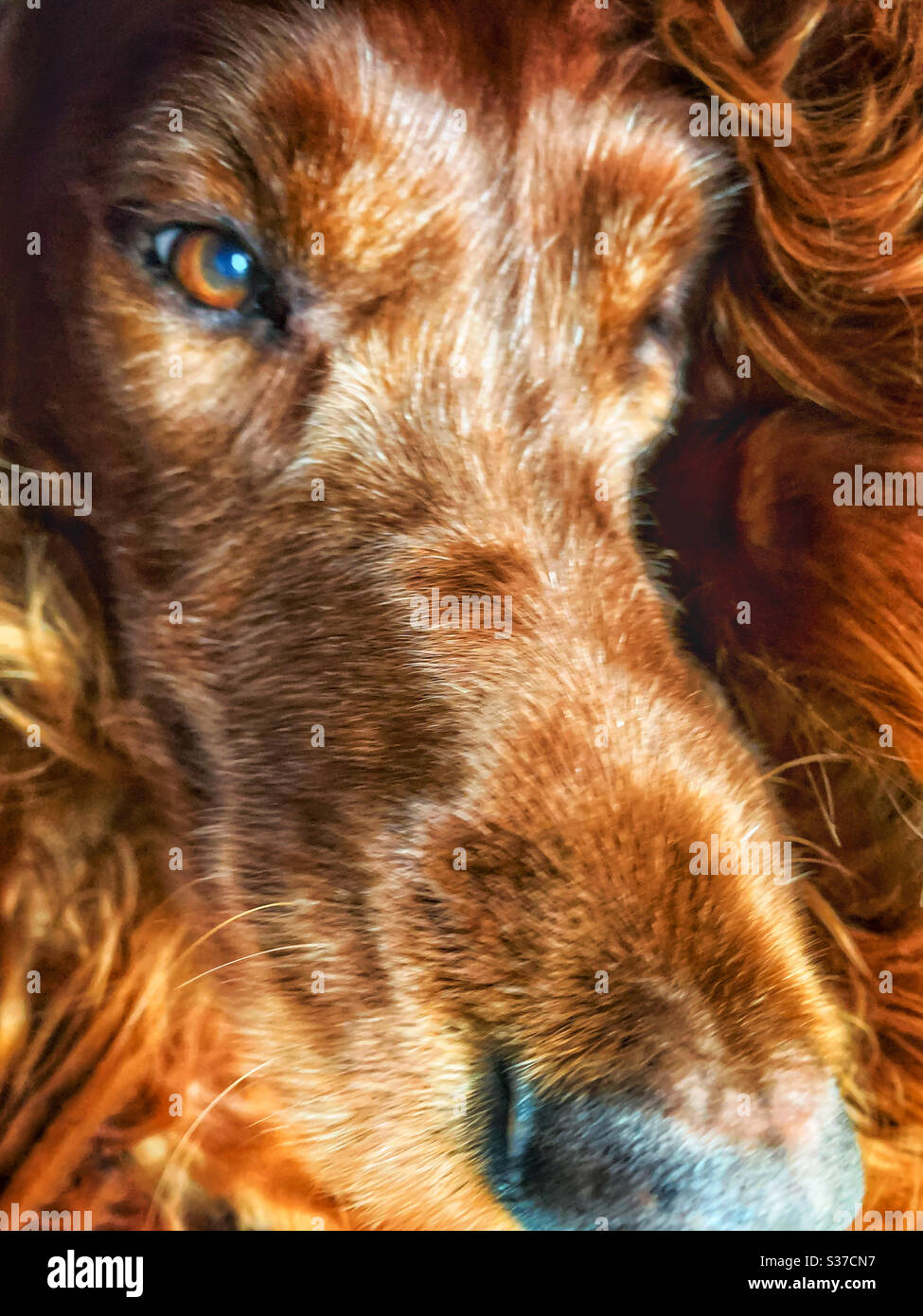 Puppy face, the golden brown velvety face of an Irish or red Setter dog ...